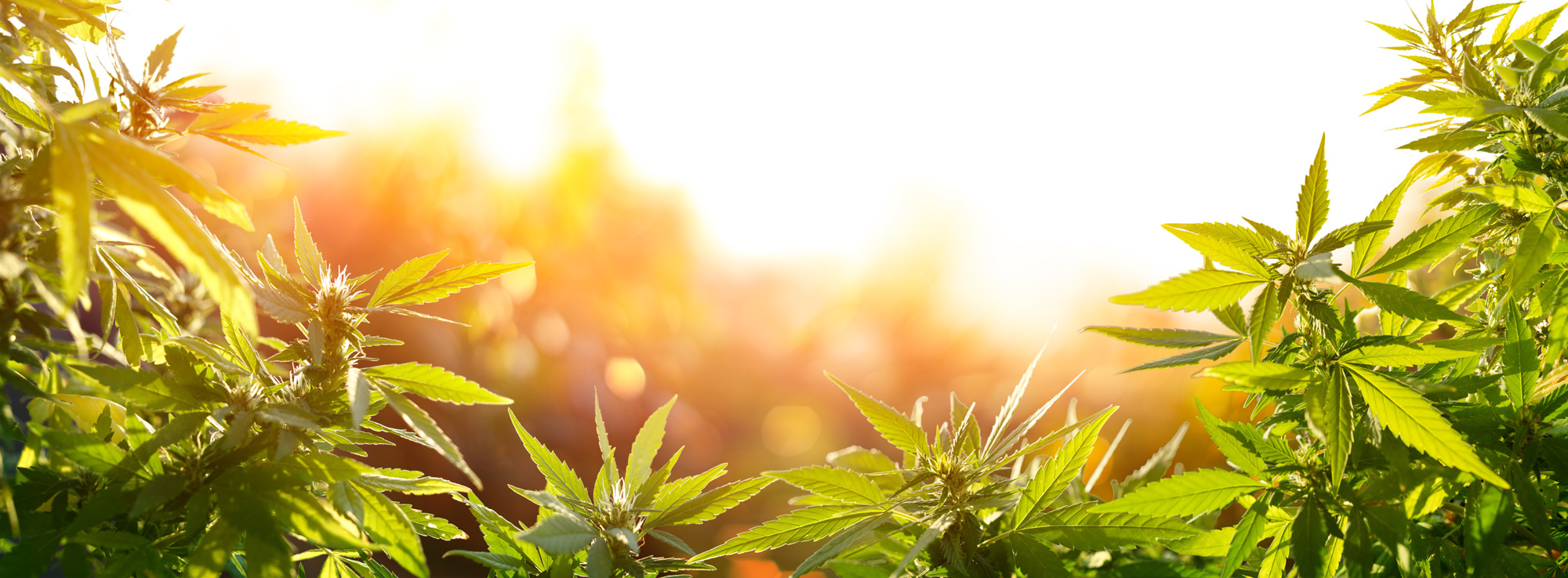 HANF oder CANNABIS? - Waldwärts